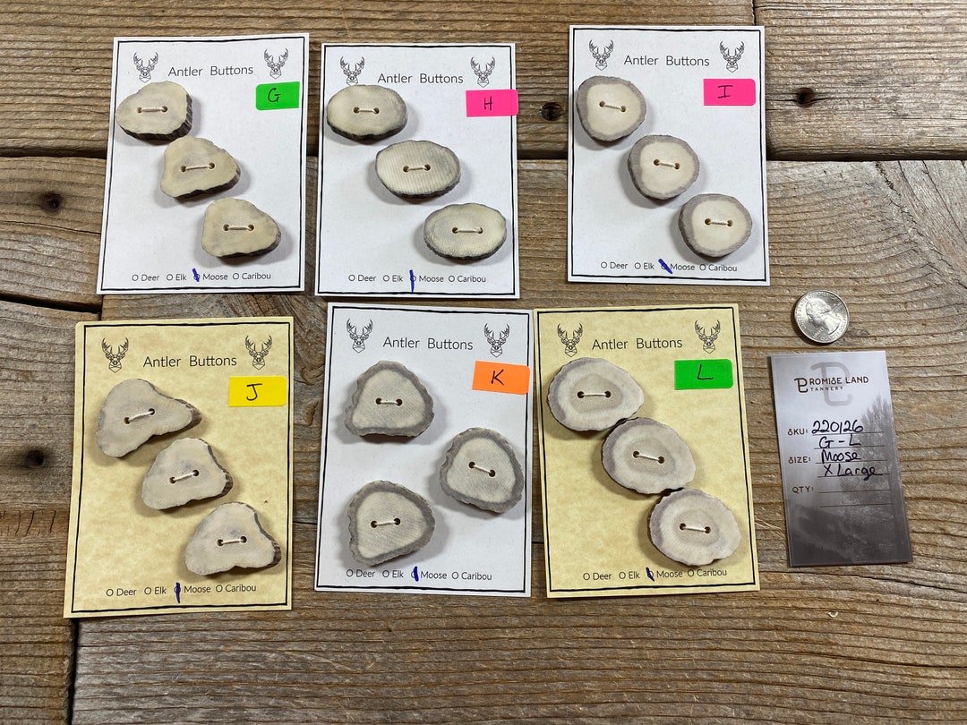 Moose Antler Buttons Extra Large Buttons Choice of Card Lot No ...