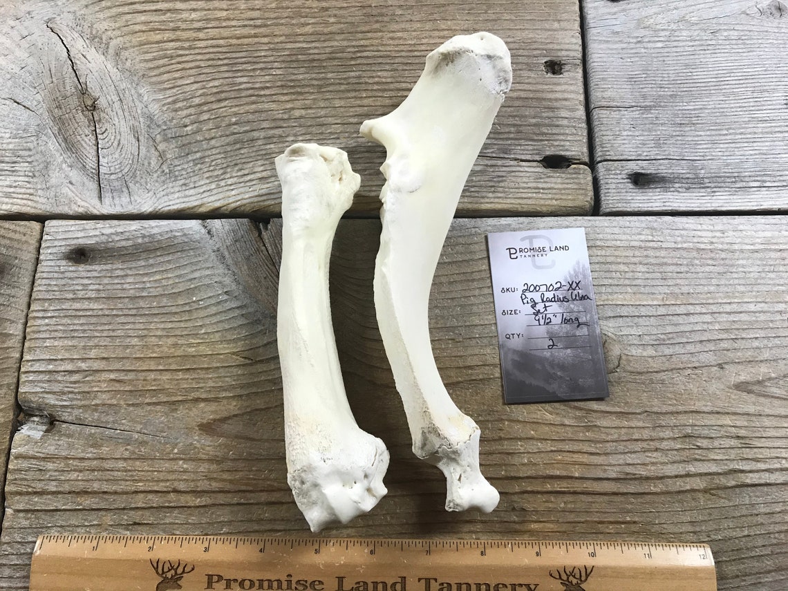 Pig Radius and Ulna Bones Real Bone Lot No. 200702-XX | Etsy