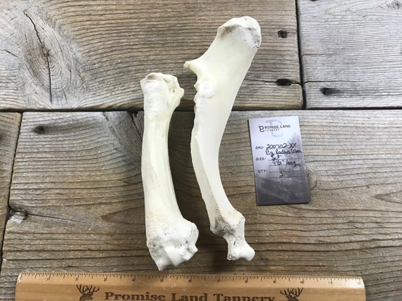 Real Ulna Bone