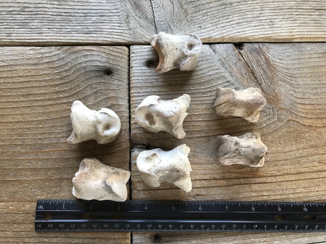 Lot of 7 Nature Cleaned Cow Toe Bones Real Bone Lot No. 200510-SS - Etsy