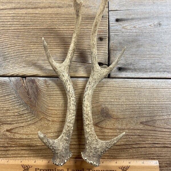 Antlers Centerpiece - Etsy