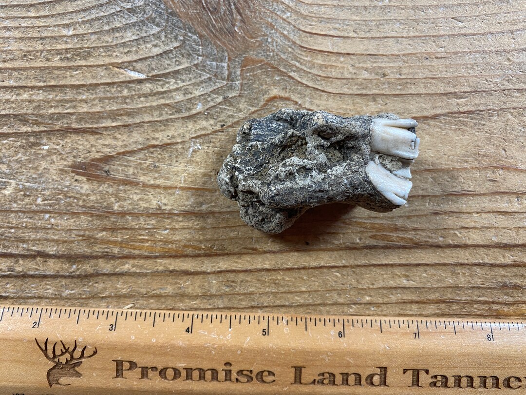 Fossil Bison Molar Tooth - Nebraska - Lot No. 211107-G - Etsy