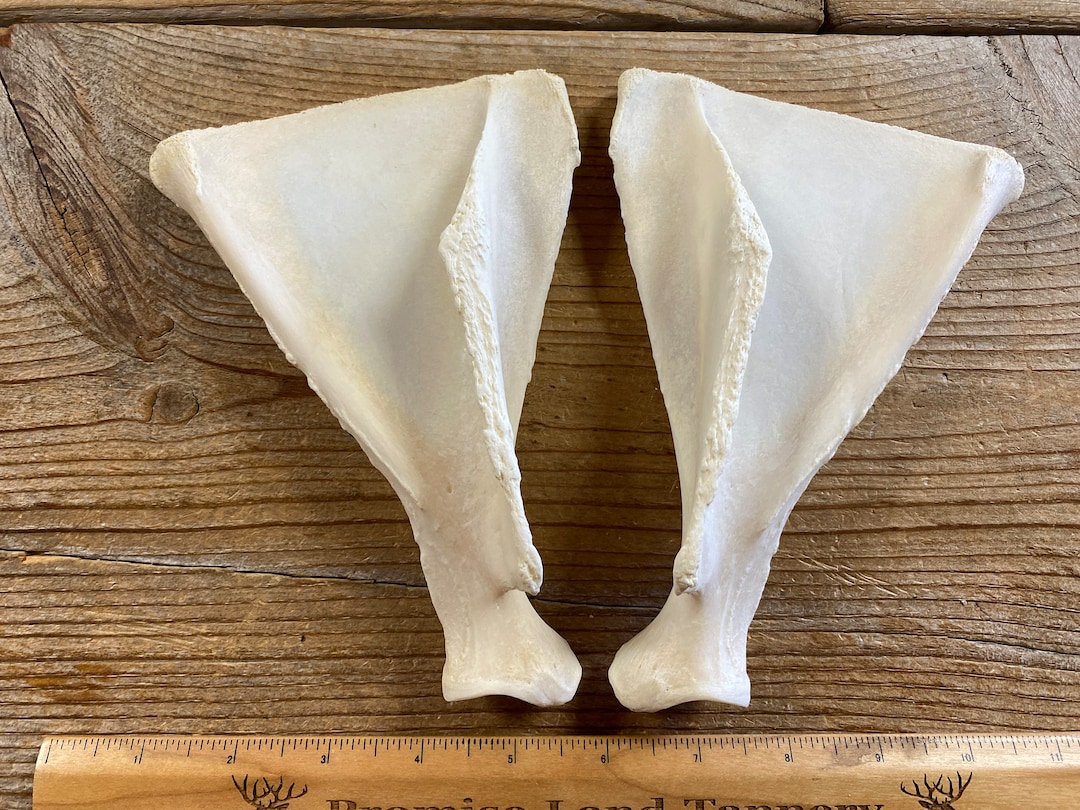 Goat Bones - Pair of Scapula Bones - Real Bones - Lot No. 231008-II - Etsy