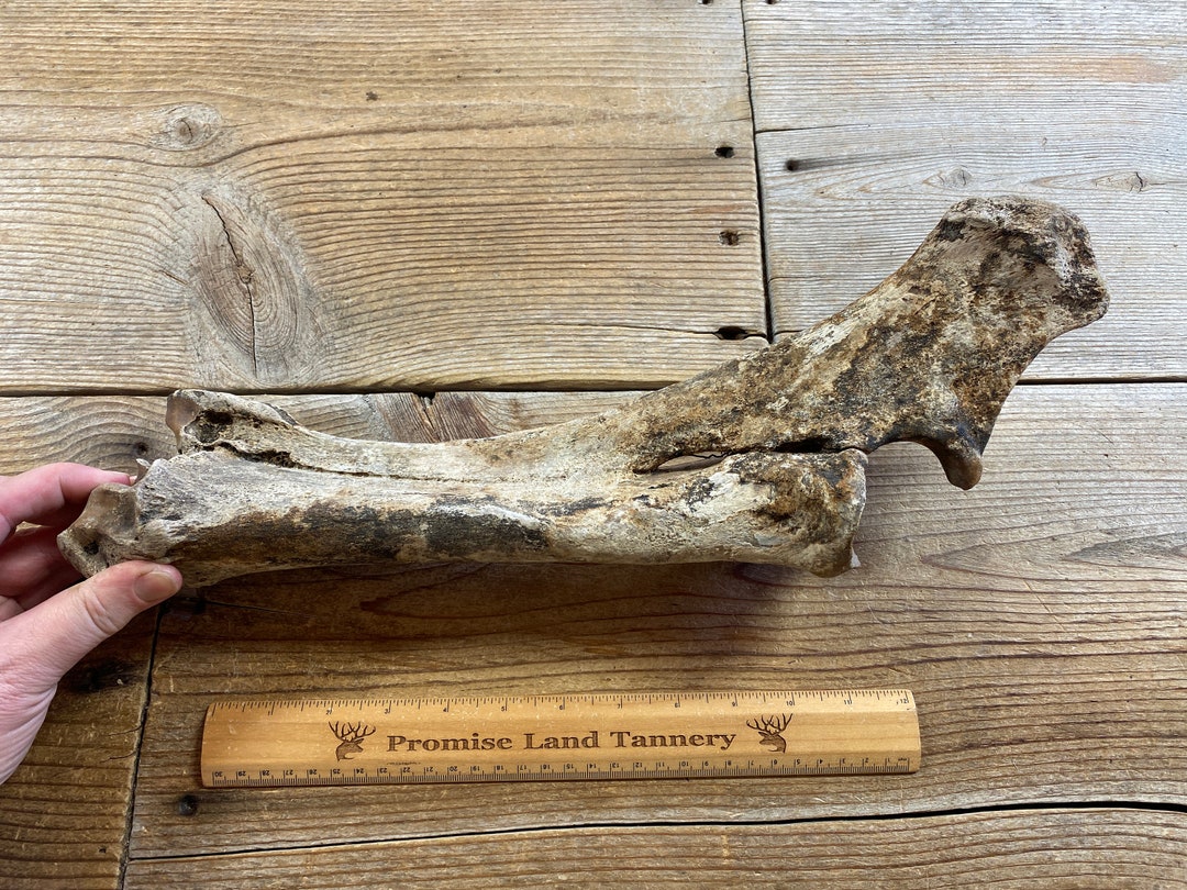 Fossil Bison Radius Ulna Bone - Nebraska - Lot No. 221203-DD - Etsy