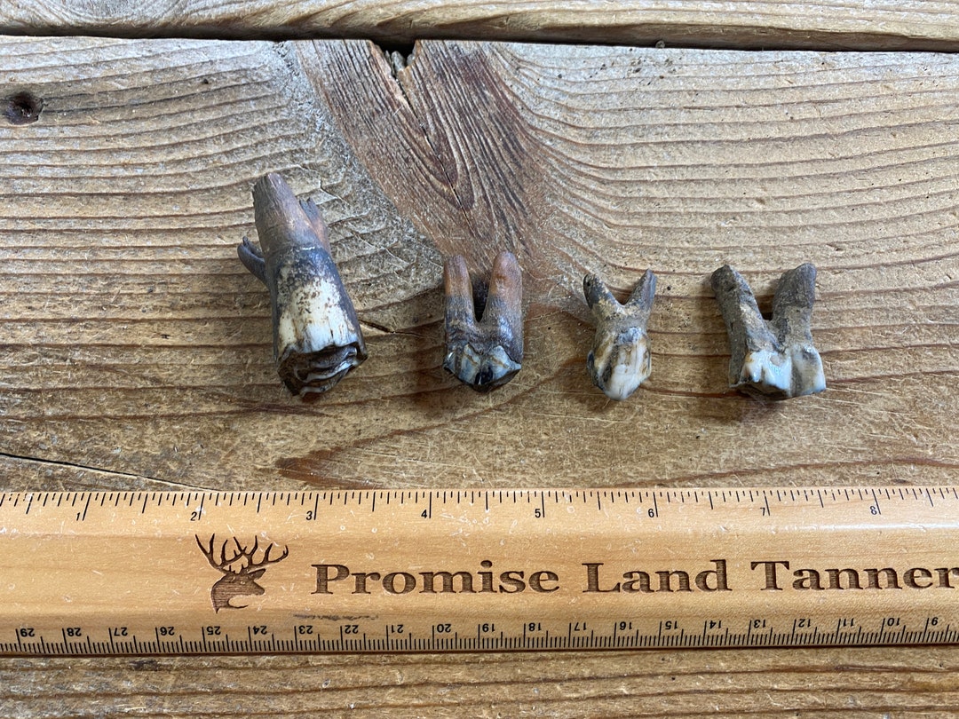 Lot of 4 Fossil Large Mammal Teeth - Nebraska - Lot No. 220921-QQQ - Etsy