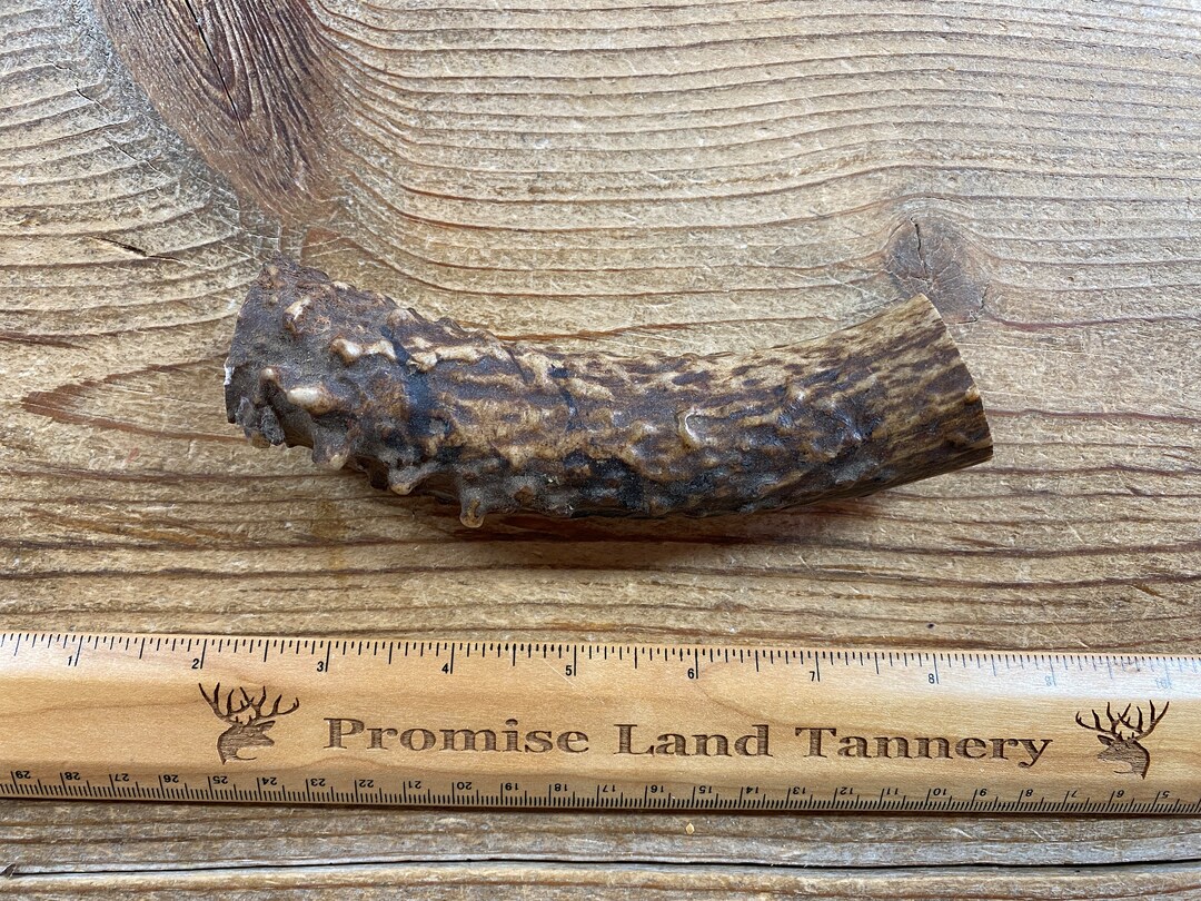 Deer Antler Piece for Knife Handle Average Lot No. 231116-SSS - Etsy