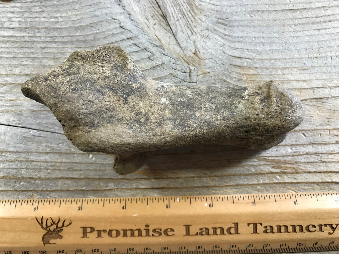 Fossil Bison Calcaneus Bone - Nebraska - Lot No. 190320-C - Etsy