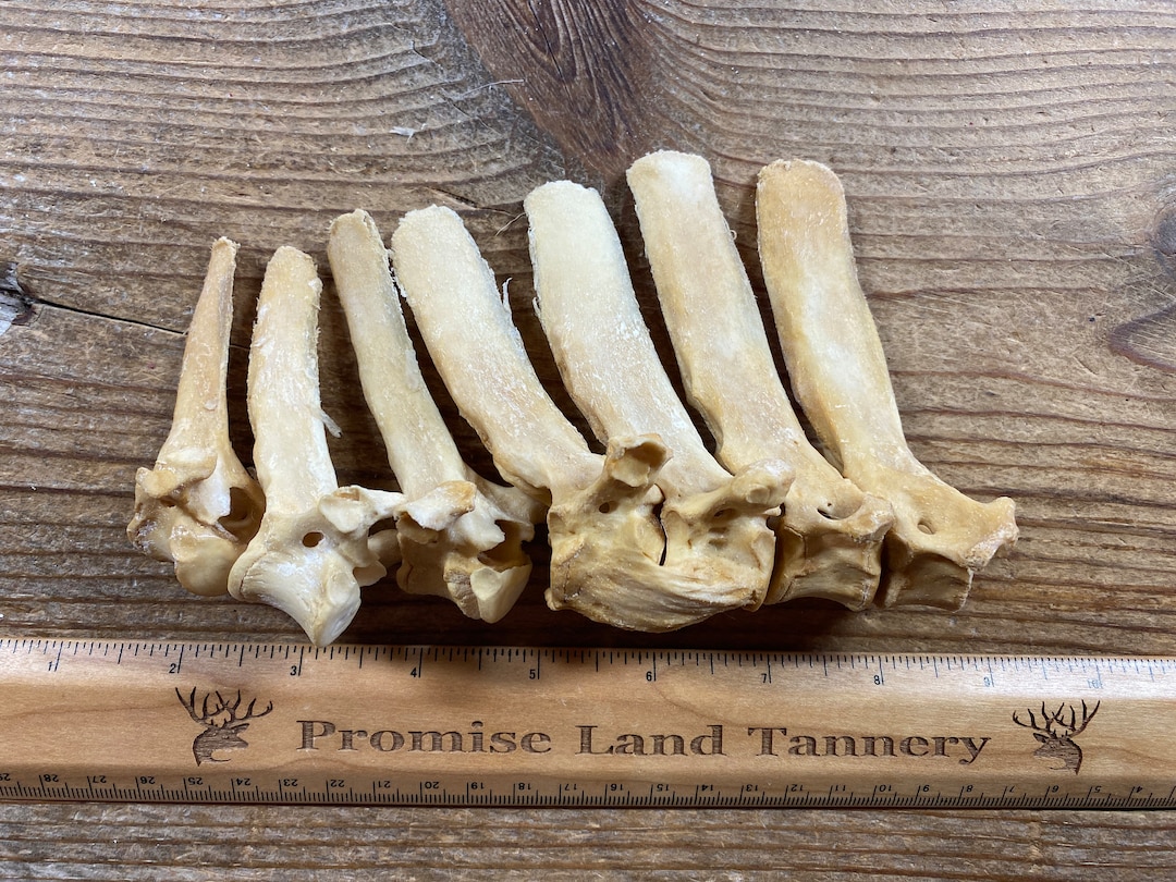 Pig Thoracic Spine Bones - Pathological - Real Bone - Lot No. 230628-B ...