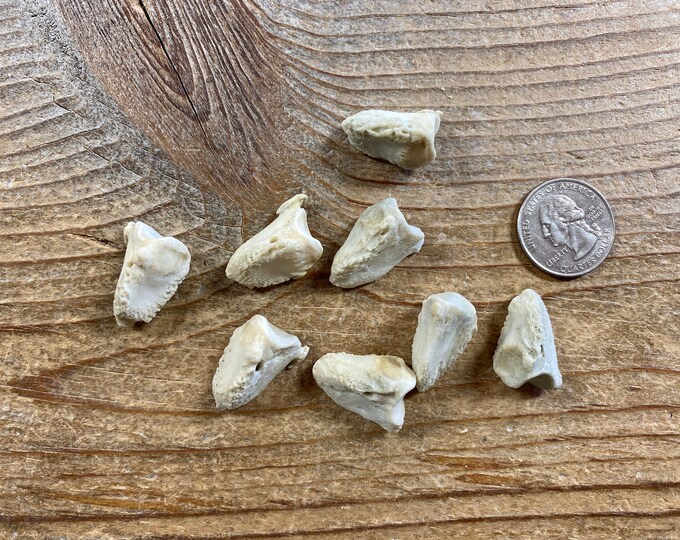 Coyote Claw Toe Bones Real Bones Undrilled 10 Assorted Pieces Stock No ...