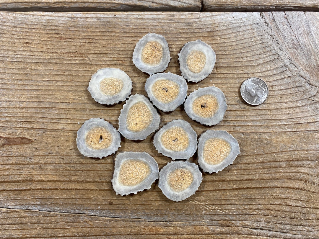 Deer Antler Slices - Matching - 11 Thin Cut Pieces - Extra Large - Lot ...