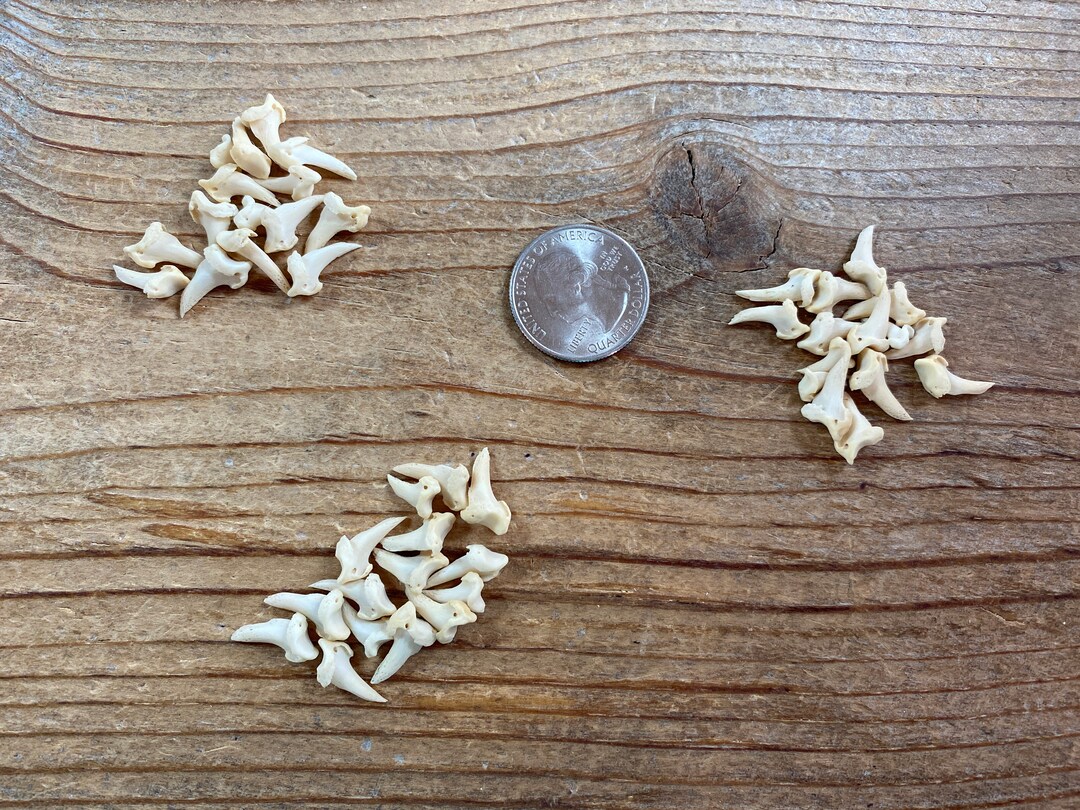 Small Red Fox Claw Bones Real Bones Undrilled 15 - Etsy