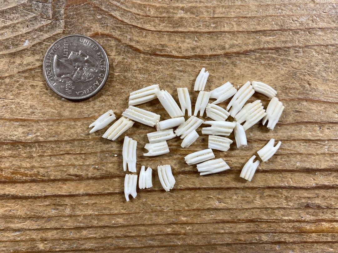 Muskrat Teeth Real Animal Teeth 30 Pieces Lot No. 210715-HHH - Etsy