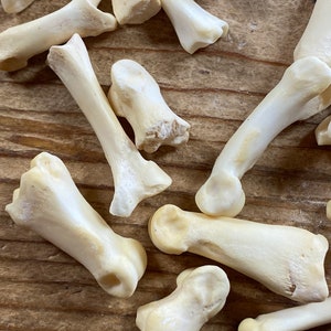 Jewelry Assortment of Toe Bones - Real Bones - Lot No. 240111-UUU - Etsy