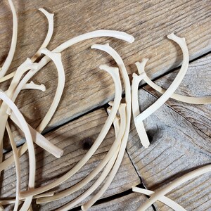 Western Coyote Ribs- Real Bone - 4 Pieces- Stock No. 1-122 - Etsy