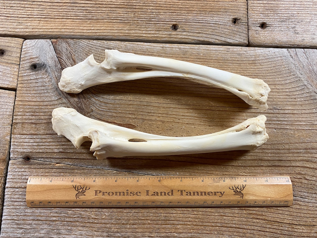 Goat Radius Ulna Bones - Real Bones - Lot No. 230921-GGG - Etsy