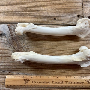 Goat Femur Bones - Real Bones - Lot No. 230921-CCC - Etsy