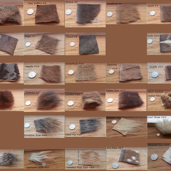 Fur Samples - Etsy