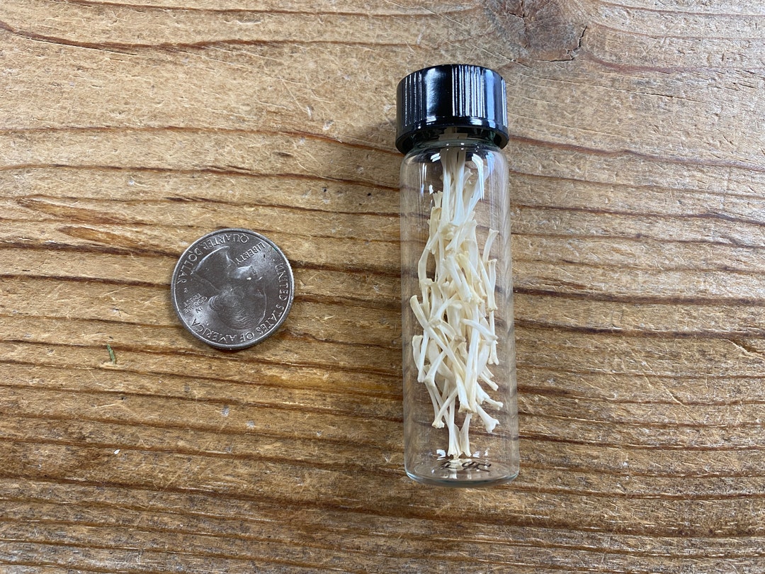 Vial of Assorted Rodent Tibia Bones - Real Bones - Lot No. 220401-Q - Etsy