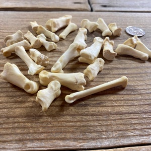 Jewelry Assortment of Toe Bones - Real Bones - Lot No. 240111-UUU - Etsy