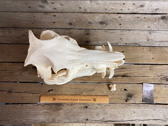 Bone Collector Skull