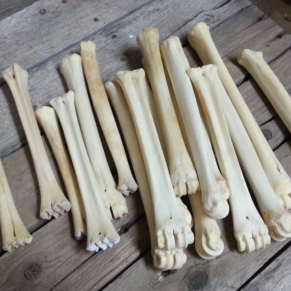 Deer Leg - Etsy