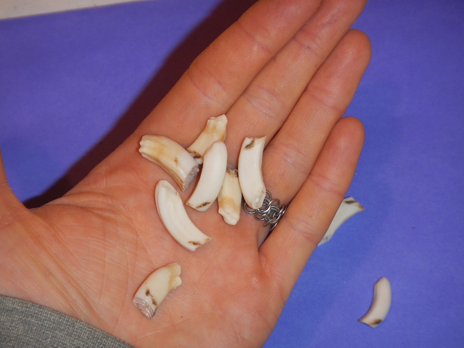 Beaver Molar Teeth - Real Animal Teeth - 5 Pieces Stock No. 1-81 - Etsy ...