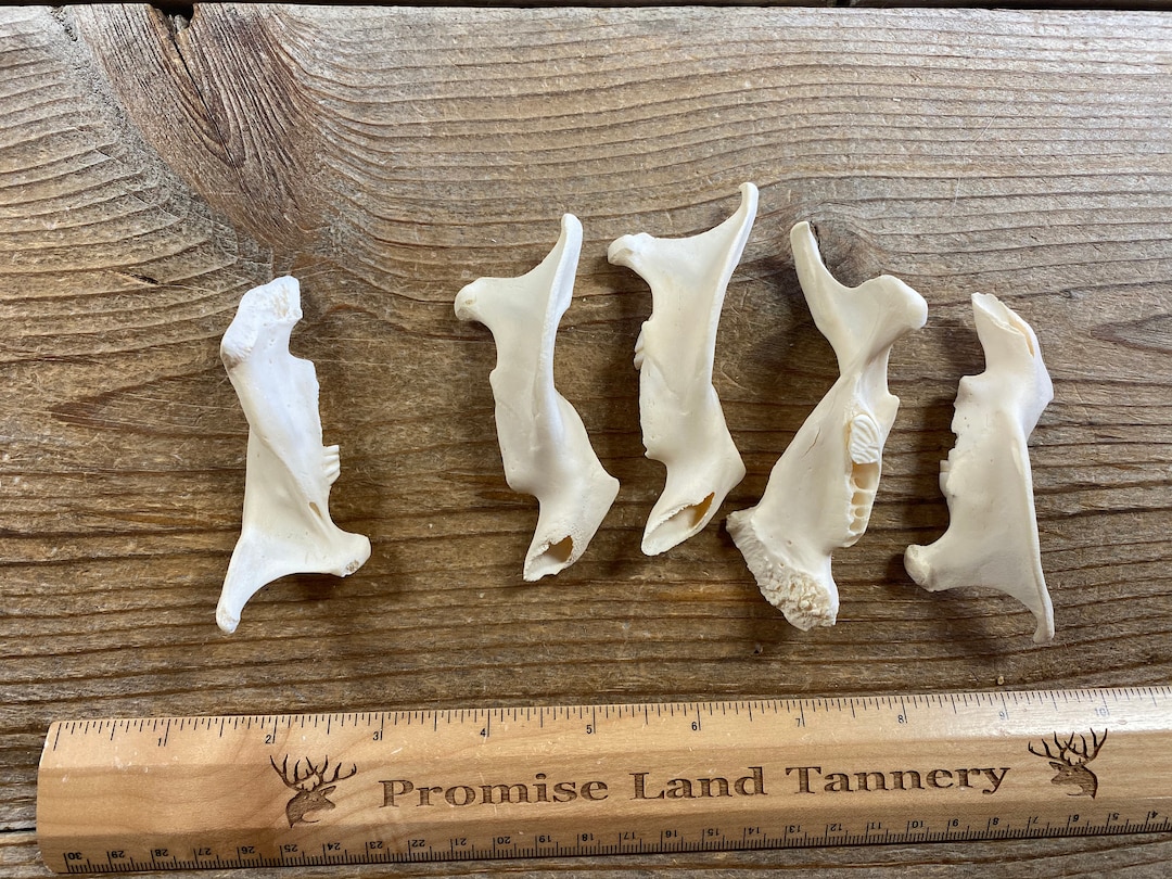Jewelry Assortment of Nutria Jaw Bones Real Bones Lot No. 210310-B - Etsy