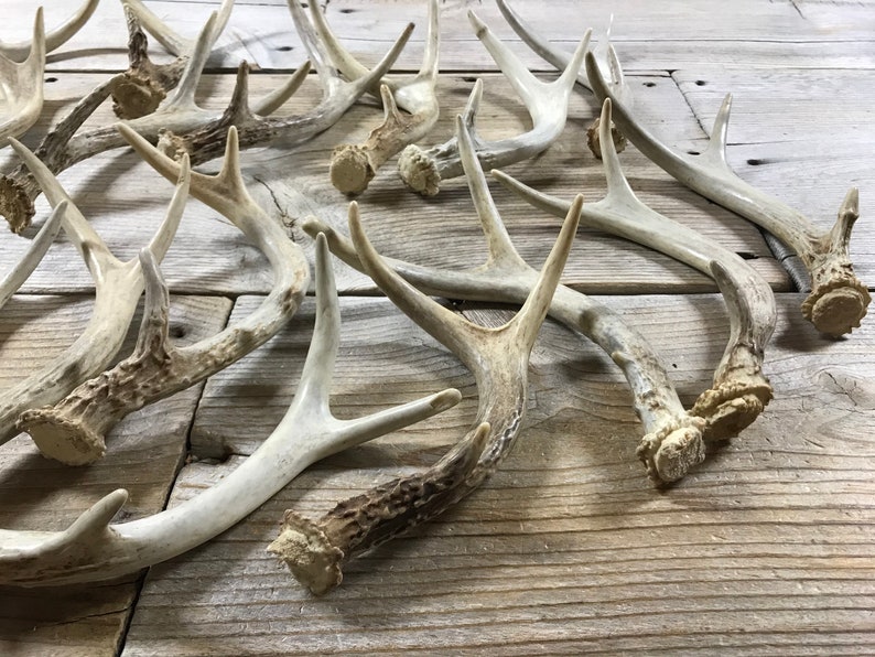 Small Deer Antler - 3 Point Shed - Whitetail Deer - 1 Antler - Stock No ...