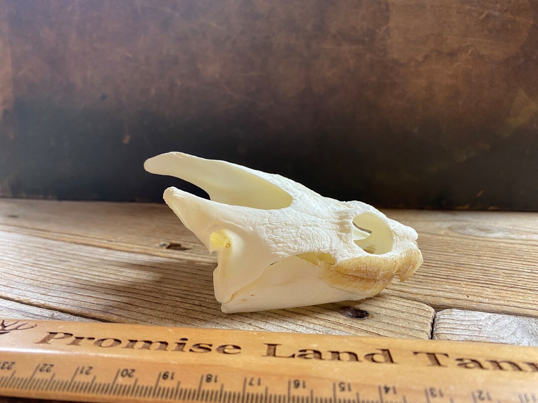 Snapping Turtle Skull Collector Quality Chelydra Serpentina Lot No ...
