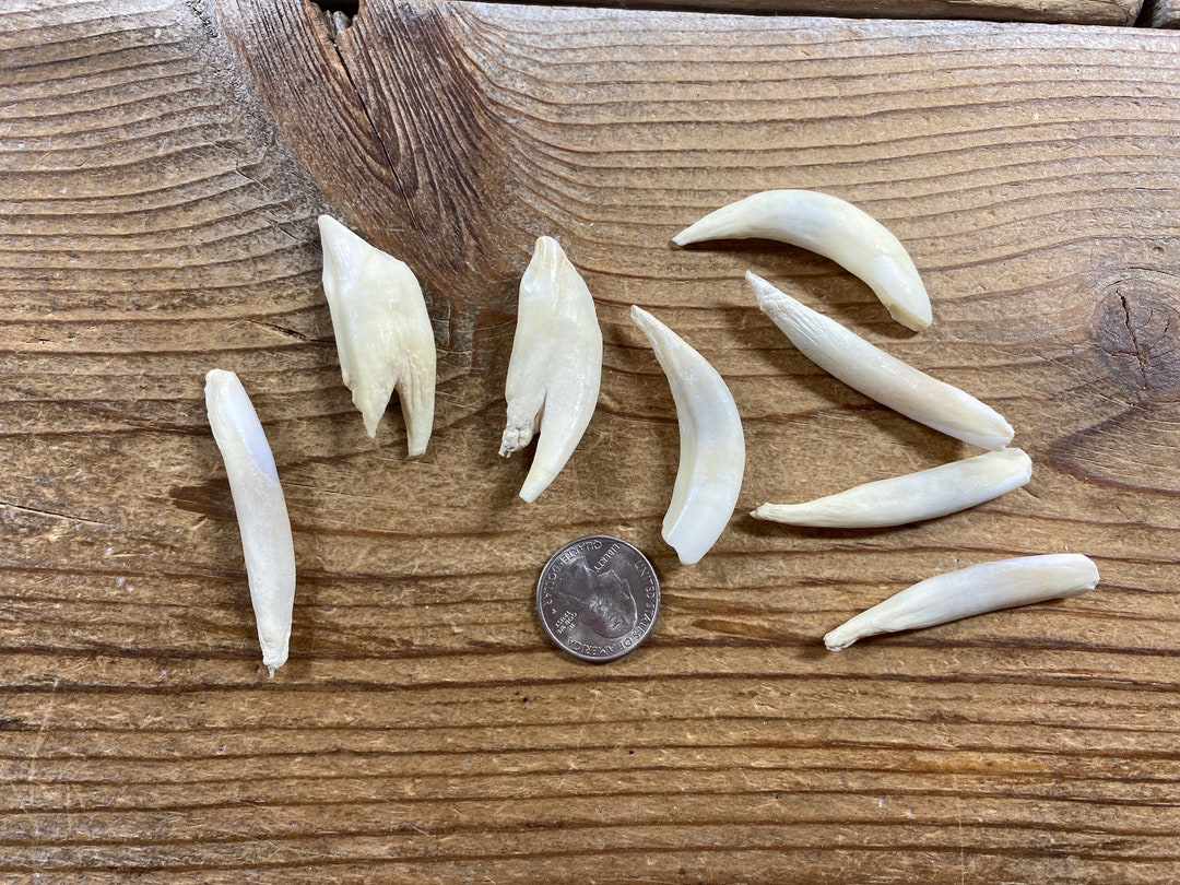 Jewelry Assortment of Domestic Pig Teeth - Real Animal Teeth - 8 Pieces ...