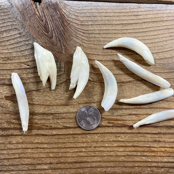 Pig Teeth - Etsy