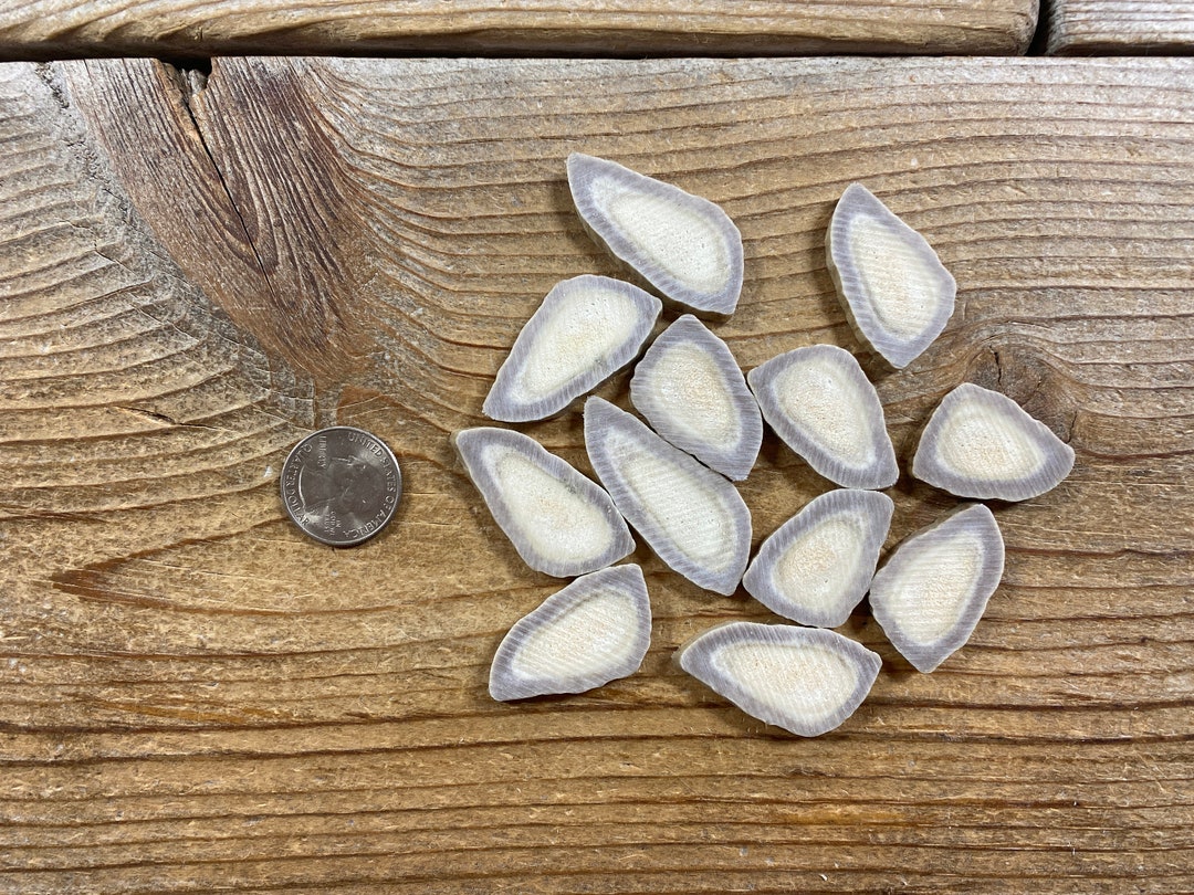 Lot of Deer Antler Slices - 12 Pieces - Large-extra Large - Lot No ...