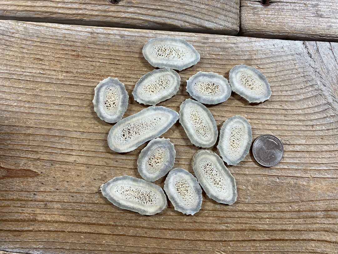 Deer Antler Slices Matching 12 Thin Cut Pieces Extra Large-jumbo Lot No ...
