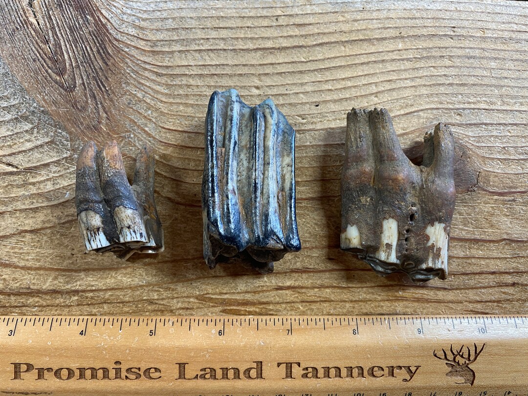 Lot of 3 Fossil Large Mammal Teeth - Nebraska - Lot No. 220921-BBB - Etsy