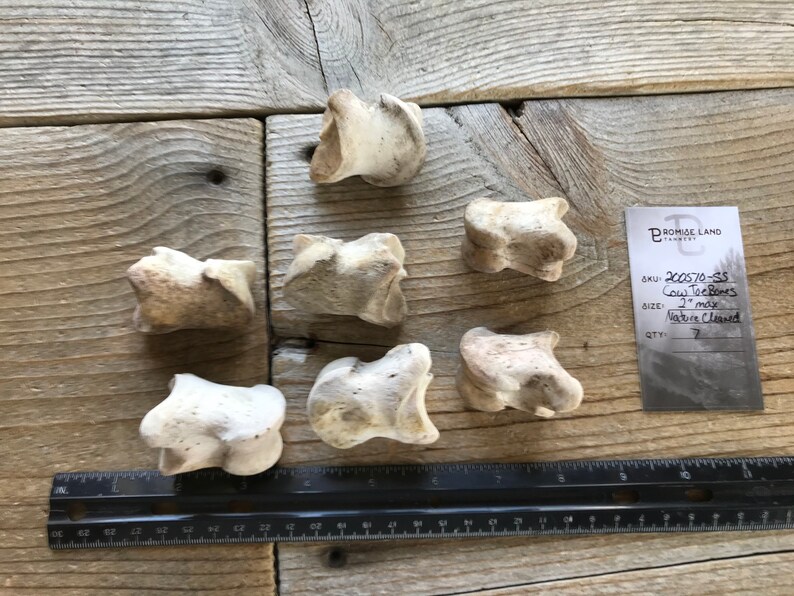 Lot of 7 Nature Cleaned Cow Toe Bones Real Bone Lot No. | Etsy
