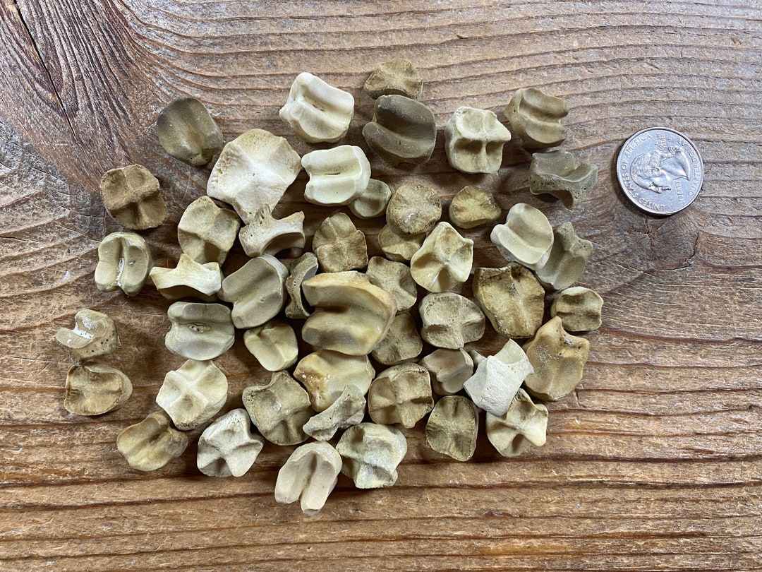 Jewelry Assortment of Bones - 48 Real Toe Bones - Lot No. 211015-FFF - Etsy