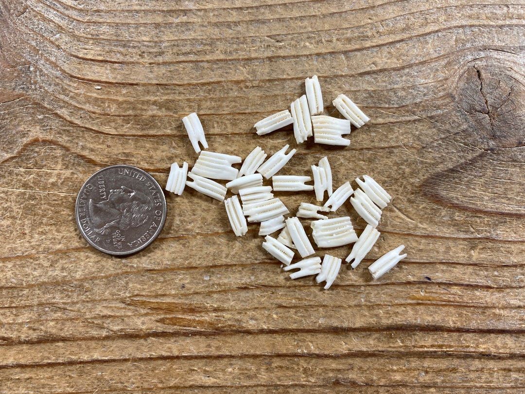 Muskrat Teeth Real Animal Teeth 30 Pieces Lot No. - Etsy