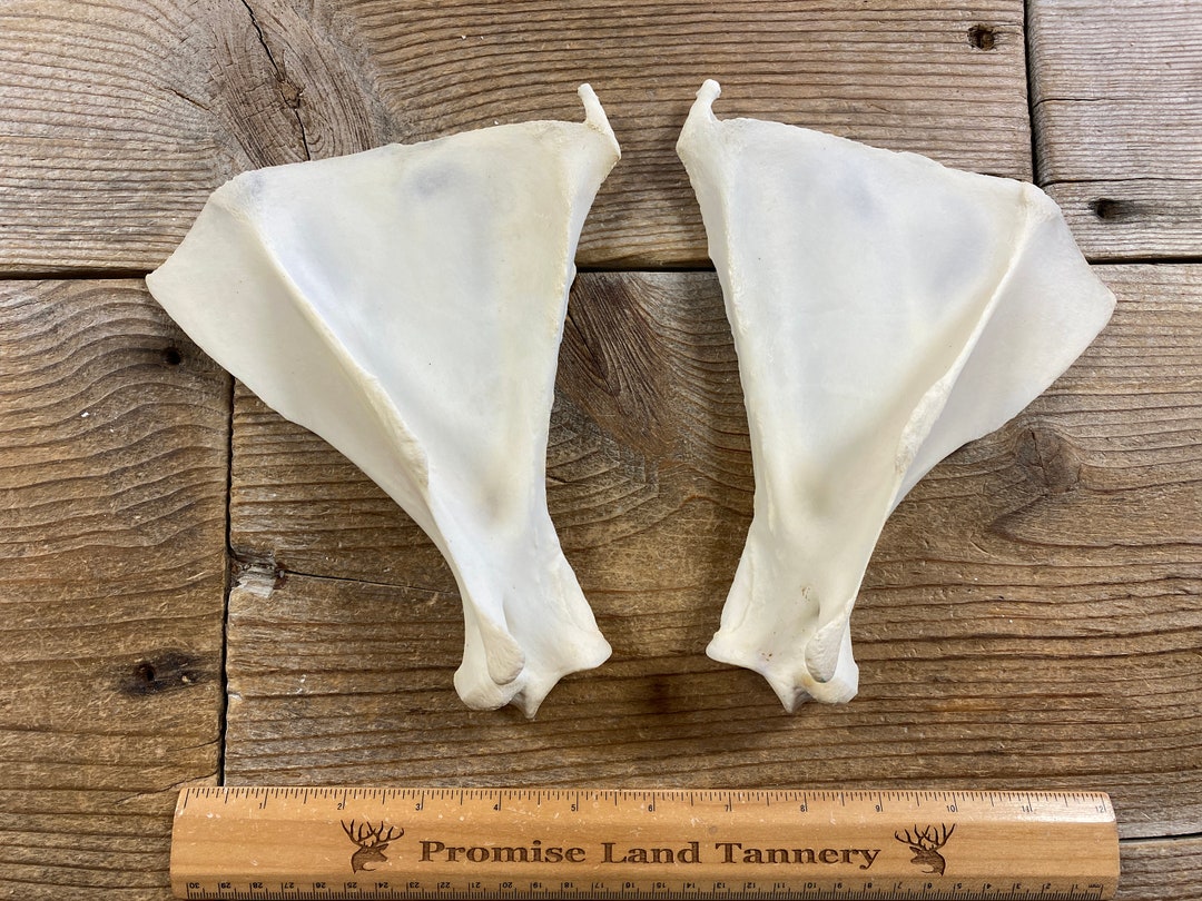 Pair of Llama Bones - Scapula - Real Bone - Lot No. 210715-NN - Etsy