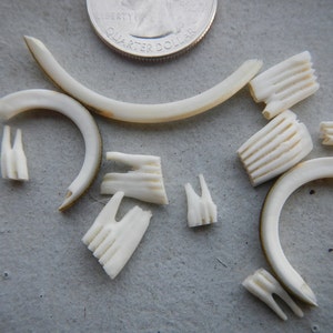 Real Muskrat Teeth - Assorted - 20 Pieces - Stock No 1-103 - Etsy