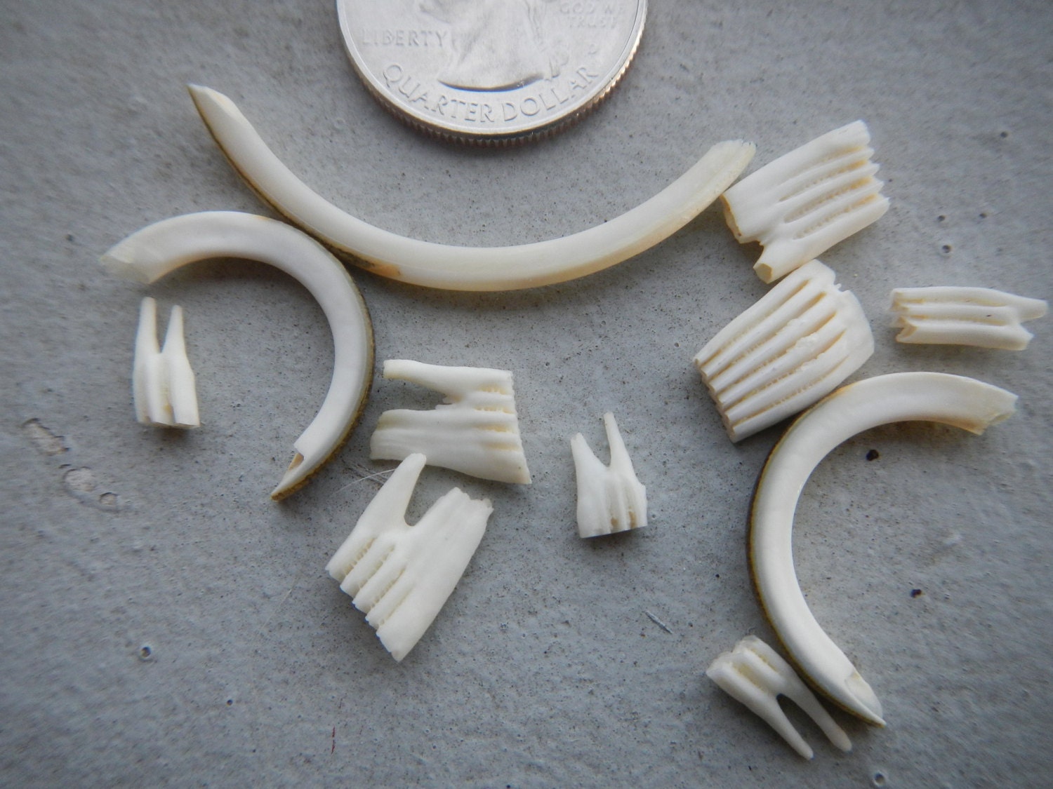 Muskrat Teeth