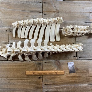 Pig Vertebrae Bones - Full Spinal Set - Pathological - Lot No. 211107 ...