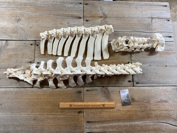Animal Spine Bones