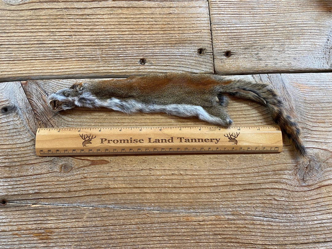 Eastern Red Squirrel Fur Pelt - One Full Skin - Lot No. 231008-NNN - Etsy