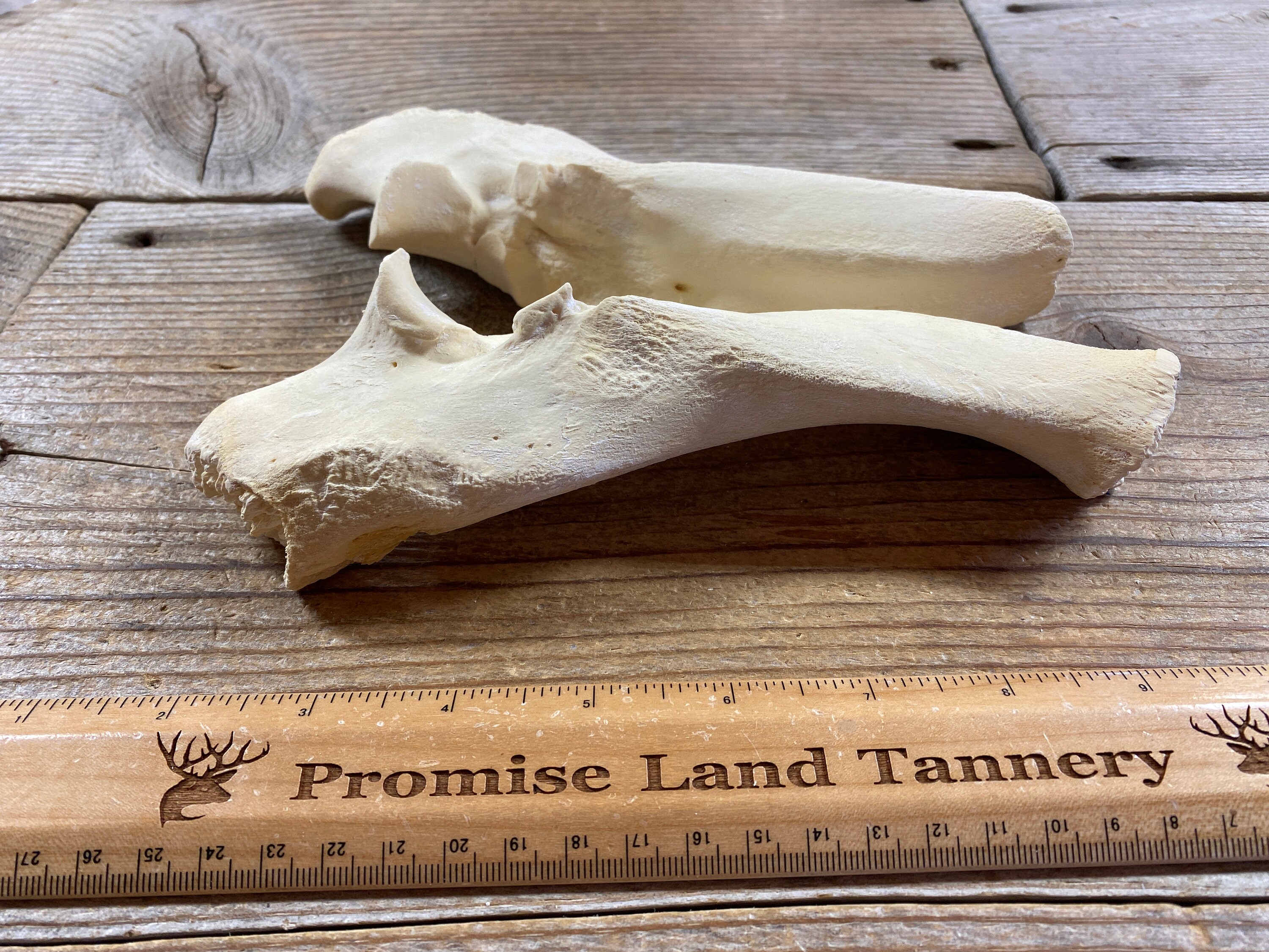 Pig Leg Bones Real Bone Lot No. 210619-R | Etsy