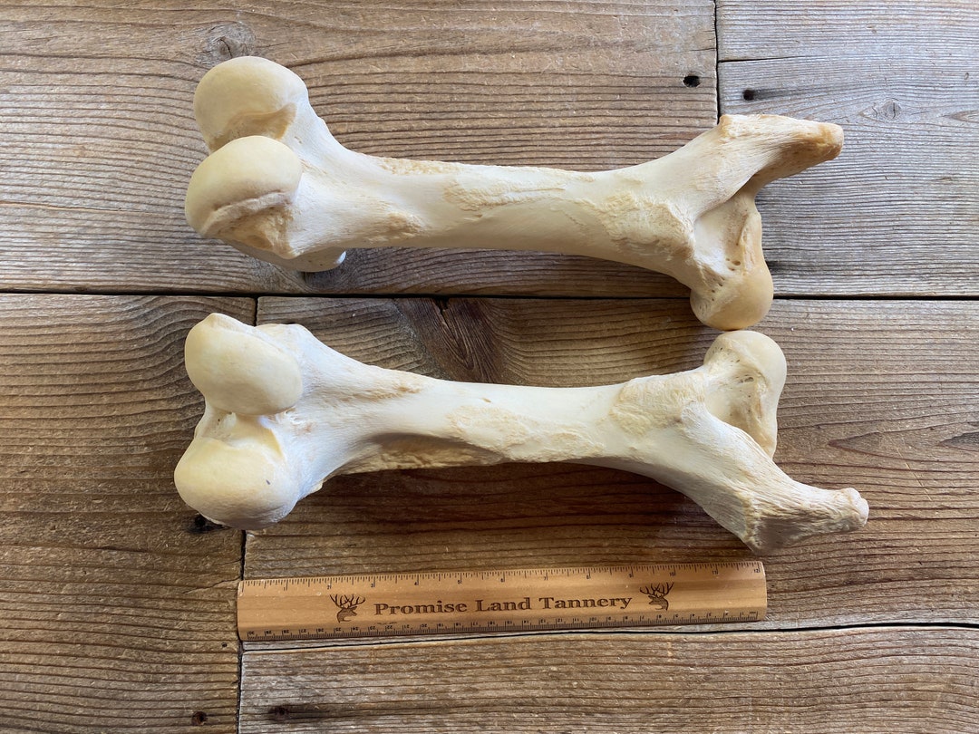 Pair of Cow Femur Bones Real Bones Lot No. 230302-SS - Etsy