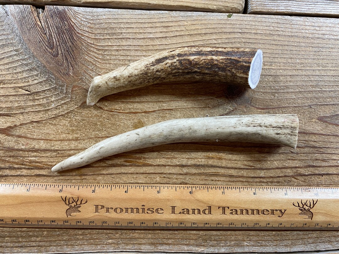 Lot of 2 Elk Antler Tines for Knife Handles Small Lot No. 231116-ZZZ - Etsy