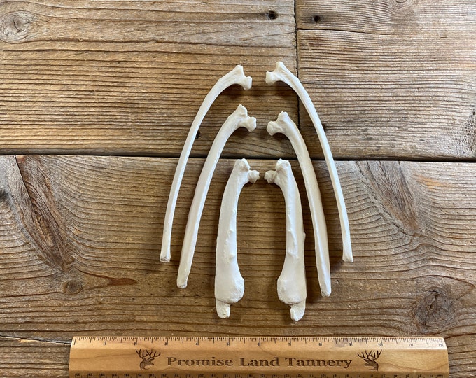 Assorted Large Bones - Two Pounds - Real Bones - Lot No. 220825-TT - Etsy