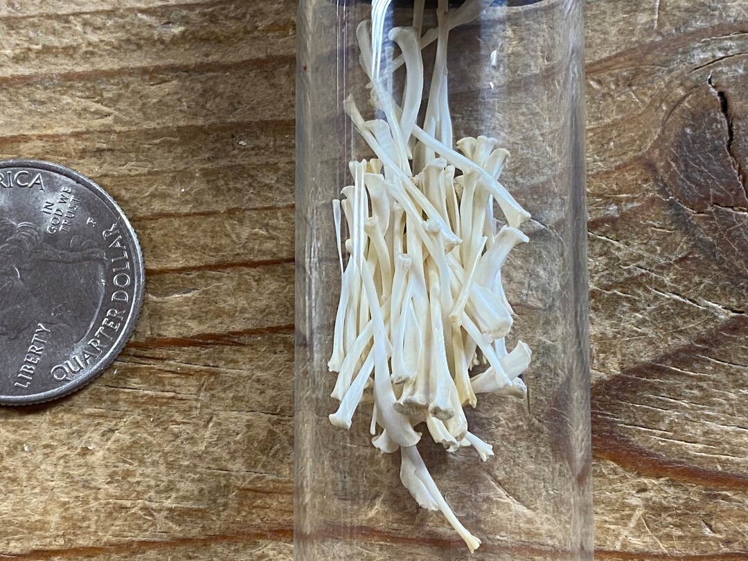 Micro Rodent Tibia Bones in a Glass Vial - Lot No. 230511-O - Etsy