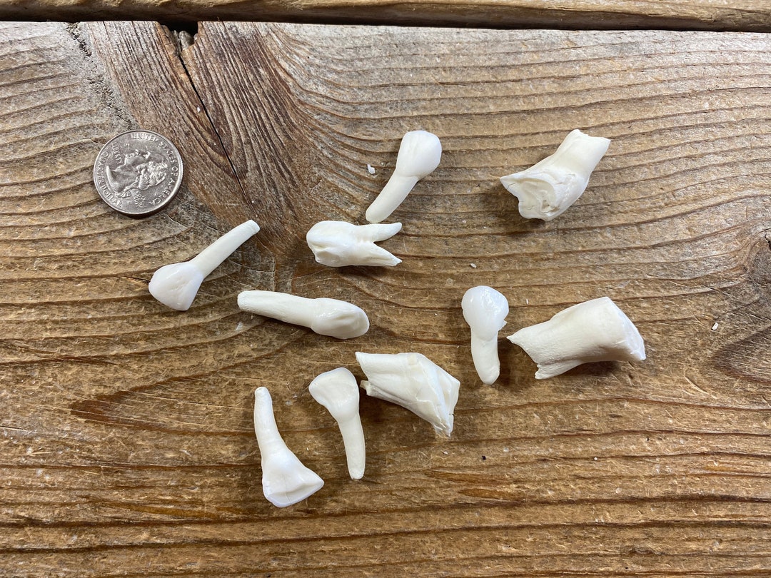 Large Animal Teeth Real Animal Teeth 10 Pieces Lot No. 210326-T - Etsy