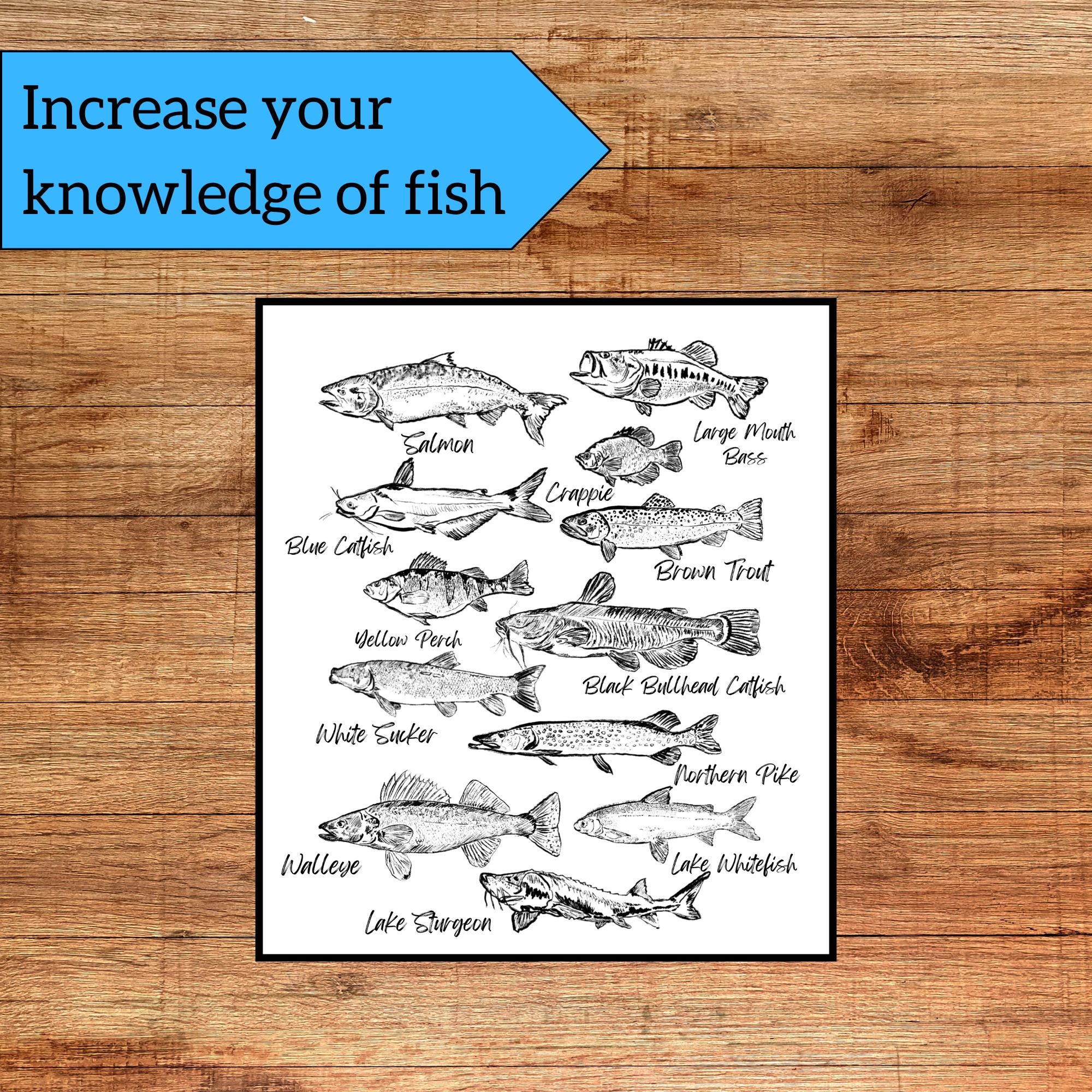 Fresh Water Fish Coloring Pages - Etsy
